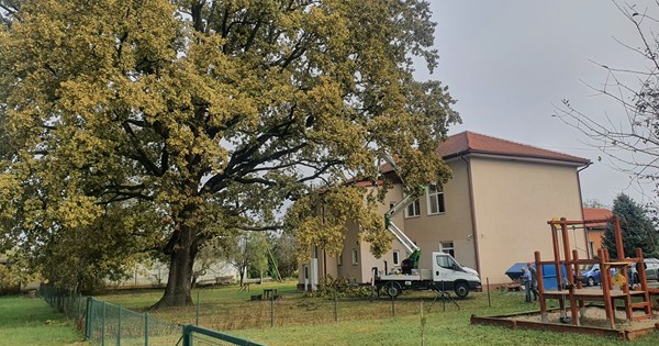Uklonjene suhe grane sa stogodišnjeg hrasta u Rakitovcu | VG danas