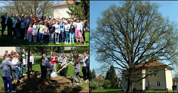 Mladi hrast lužnjak posađen u dvorištu PŠ Rakitovec, stari zaštićen kao ...